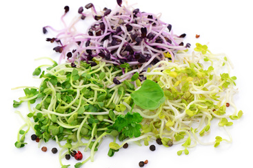 FAQ zu Sprossen mit Infos zu Ernährung, Haltbarkeit, Hygiene